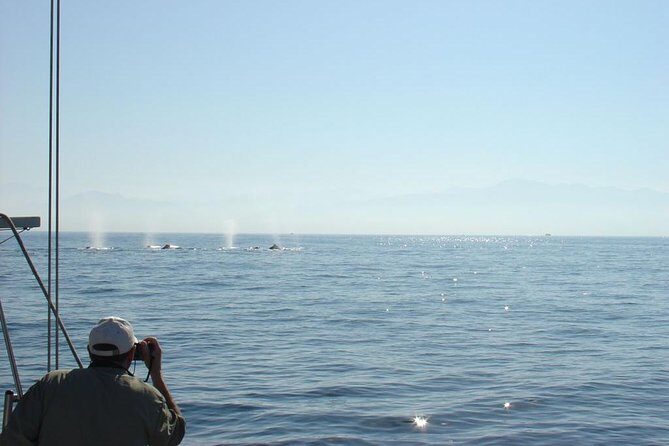 Whale Watching The Best Of Puerto Vallarta - The Value of This Tour