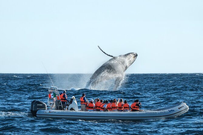 Whale Watching, The Famous Arch and Fast Boat Tour in Los Cabos - Introduction