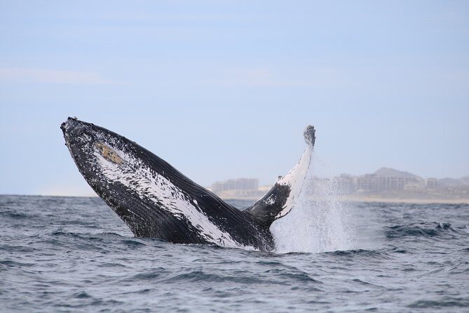 Whale Watching, The Famous Arch and Fast Boat Tour in Los Cabos - What’s Included and What to Expect