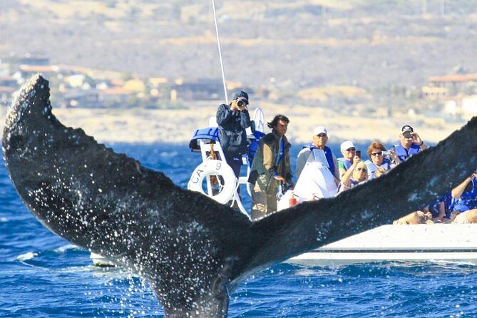 Whale Watching, The Famous Arch and Fast Boat Tour in Los Cabos - Authentic Traveler Insights