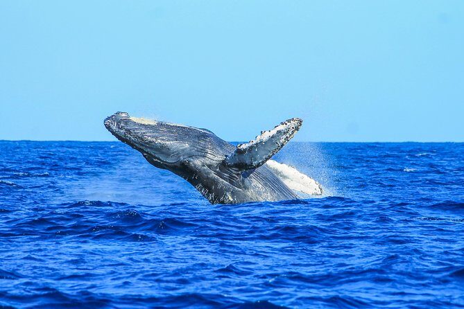 Whale Watching, The Famous Arch and Fast Boat Tour in Los Cabos - FAQ