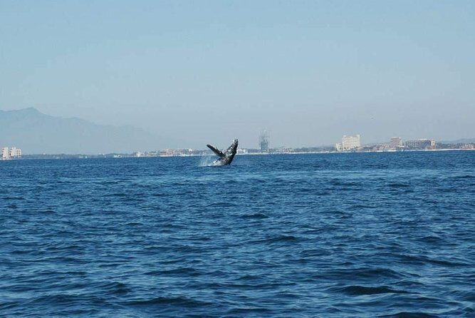 Whale watching tour - The Itinerary: What to Expect from Start to Finish