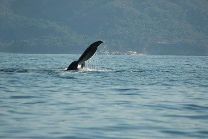 Whale watching tour - Who Will Love This Tour?