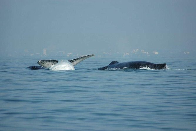 Whale watching tour - FAQ