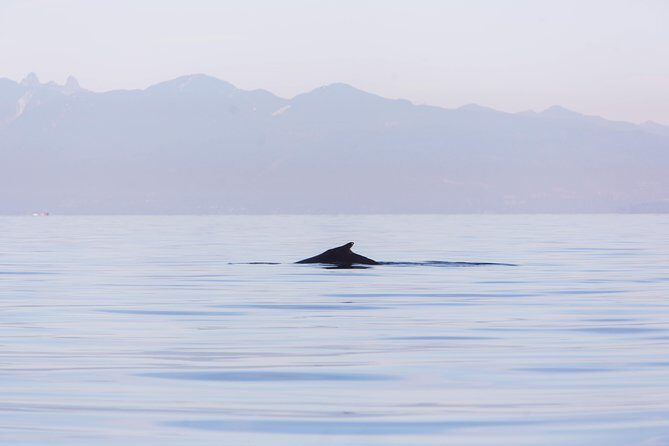 Whale-Watching Tour from Vancouver - Practical Tips for Your Trip