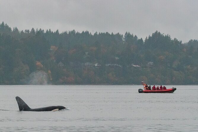 Whale Watching Tour in a Zodiac Boat in Victoria - The Verdict: Who Will Love This Experience?