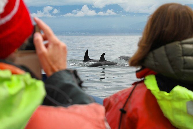 Whale Watching Tour in a Zodiac Boat in Victoria - Final Thoughts