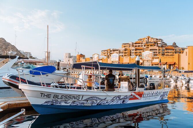 Whale Watching Tour in Cabo San Lucas - Key Points