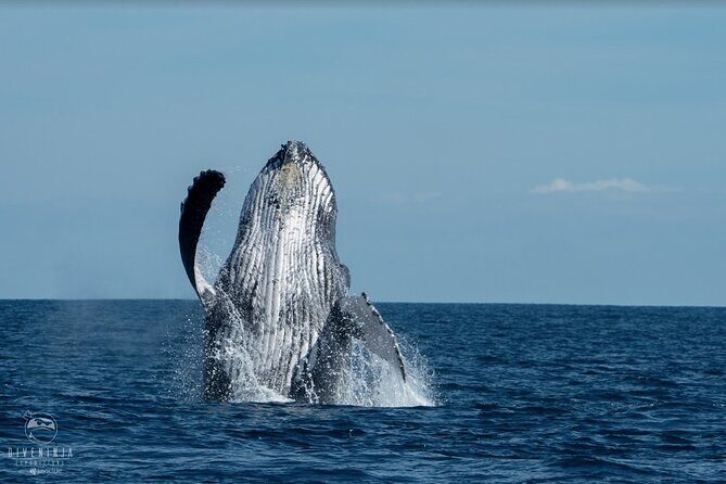Whale Watching Tour in Cabo San Lucas - Meeting Point and Logistics