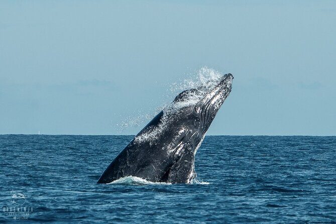 Whale Watching Tour in Cabo San Lucas - FAQs