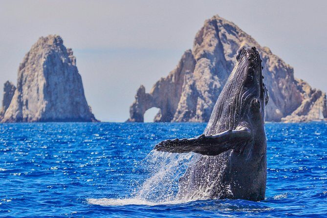 Whale Watching Tour in Glass Bottom Boat (VisitA Cabo) - Introduction