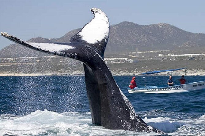 Whale Watching Tour in Glass Bottom Boat (VisitA Cabo) - Key Points