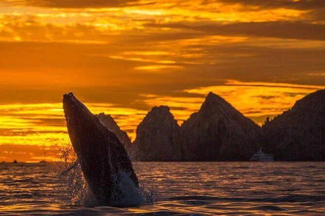 Whale Watching Tour in Los Cabos - Whale Watching Tour in Los Cabos