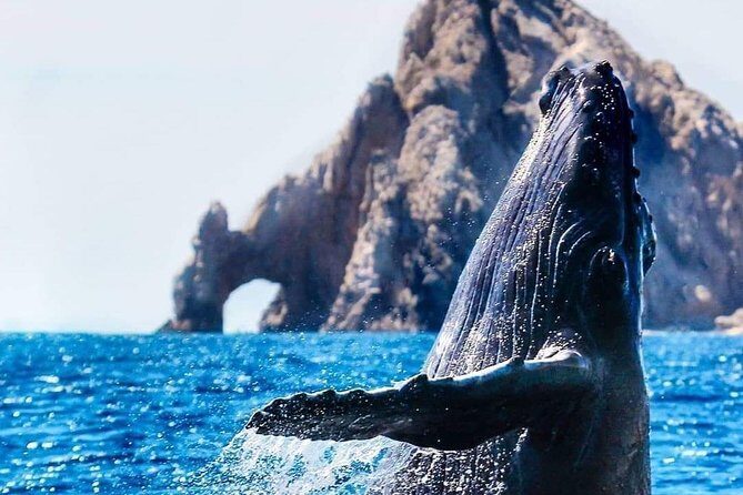 Whale Watching Tour in Los Cabos - Key Points