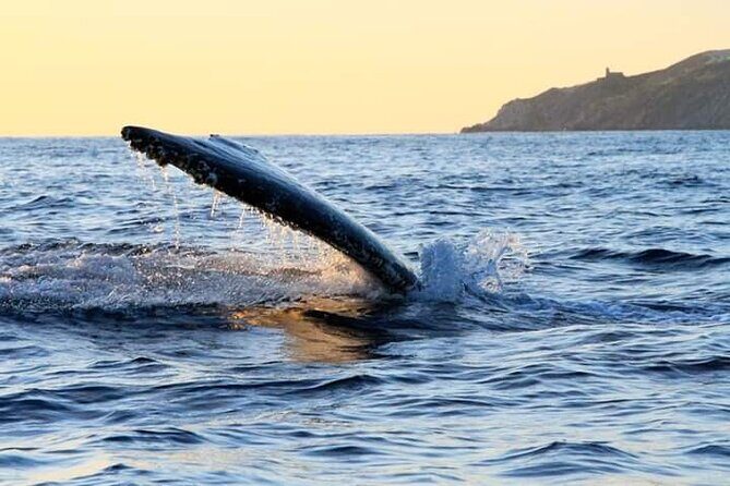 Whale Watching Tour in Los Cabos - The Value for Money