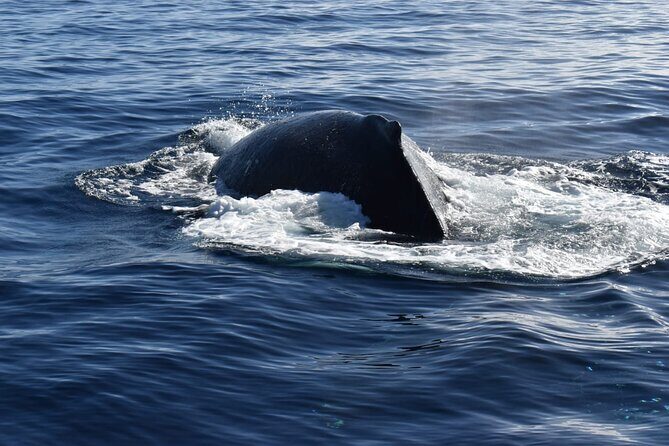 Whale Watching Tour in Los Cabos - Practical Tips for Travelers