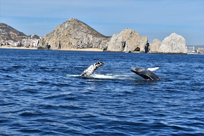 Whale Watching Tour in Los Cabos - FAQs
