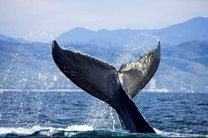 Whale Watching Tour in Puerto Vallarta - The Experience in Detail
