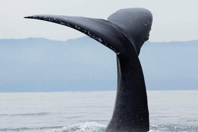 Whale Watching Tour in Puerto Vallarta - FAQs