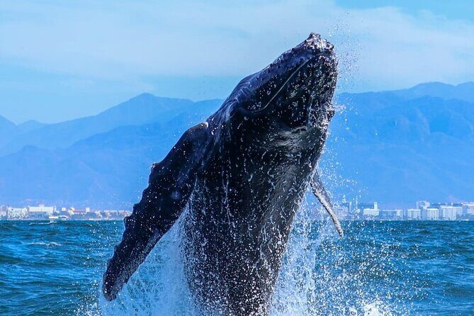 Whale Watching Tour in Puerto Vallarta - Final Thoughts