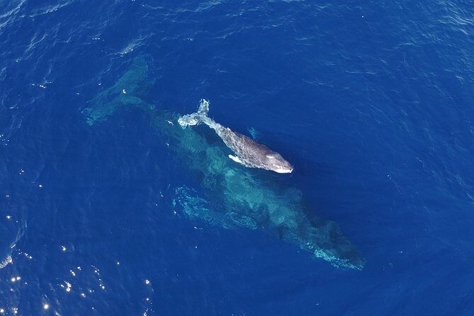 Whale Watching Tour -Incl FREE photos - What the Reviews Say