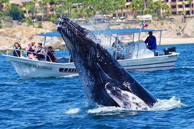Whale Watching Tour -Incl FREE photos - Frequently Asked Questions (FAQs)