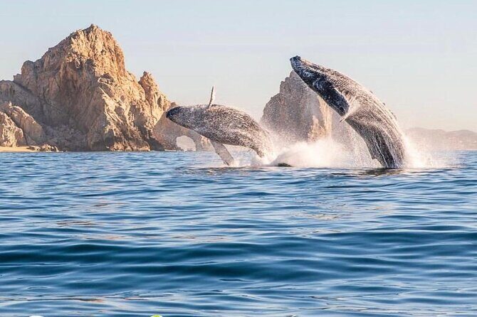 Whale Watching Tour with Arch and Beach in Cabo San Lucas - Key Points