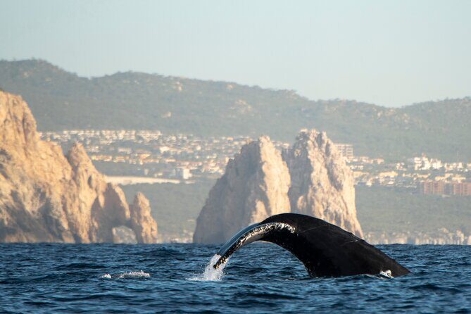 Whale Watching Tour with Arch and Beach in Cabo San Lucas - FAQ: Your Questions Answered