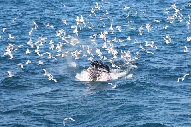 Whale Watching Tour with Professional Guide from Reykjavik - A Deep Dive into the Whale Watching Experience 