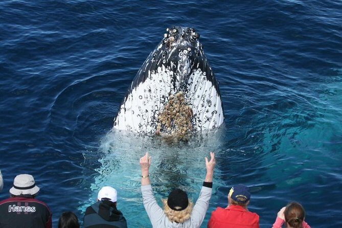 Whale Watching Tour with Spirit of Gold Coast - Introduction: What This Tour Offers