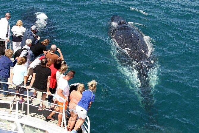 Whale Watching Tour with Spirit of Gold Coast - Price and Value Analysis