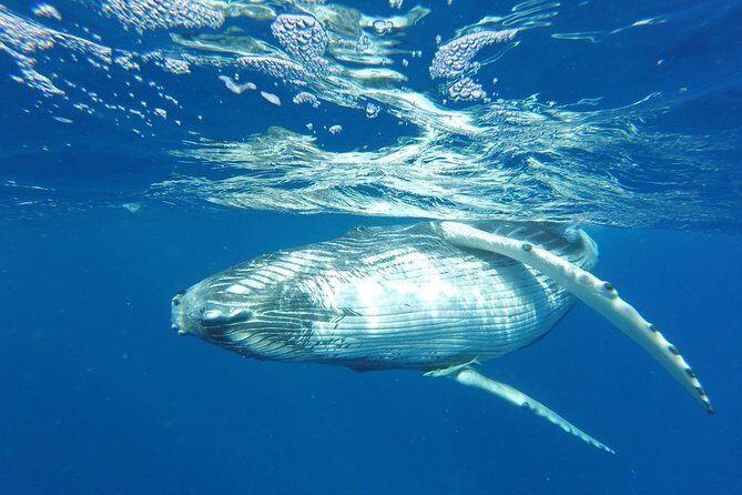 Whale Watching Tours in Bora Bora - The Experience: What to Expect on This Whale Watching Tour