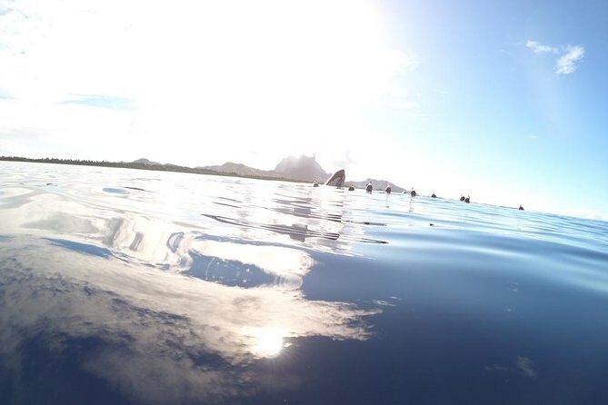 Whale Watching Tours in Bora Bora - Detailed Breakdown of the Tour