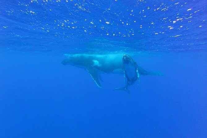 Whale Watching Tours in Bora Bora - Final Thoughts: Is This Tour Worth It?