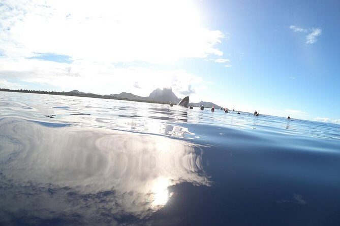Whale Watching Tours in Bora Bora - FAQs