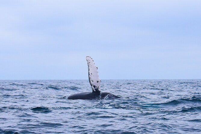 Whale Watching Warranty in San José del Cabo Snacks and drinks - Why This Tour Stands Out