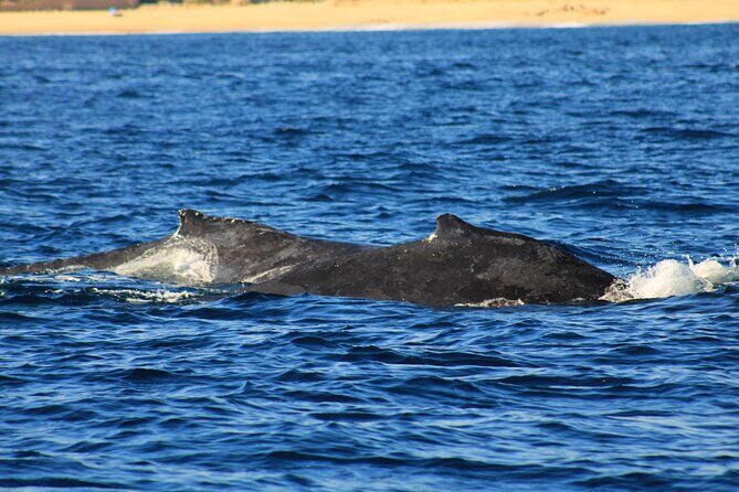 Whale Watching Warranty in San José del Cabo Snacks and drinks - An In-Depth Look at the Itinerary
