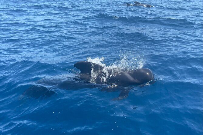 Whales and Dolphins excursion on a Luxury Yacht in Canary Islands - Considerations and Downsides