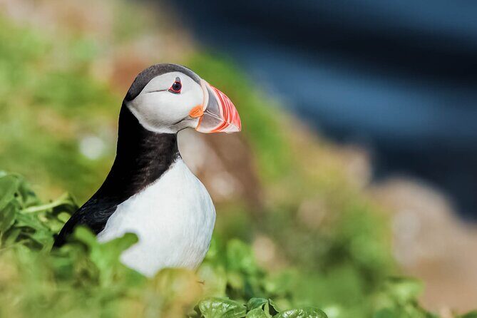 Whales and Puffins Tour from Husavik - Exploring the Whales and Puffins Tour from Husavík: An In-Depth Look