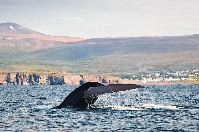 Whales and Puffins Tour from Husavik - Key Points