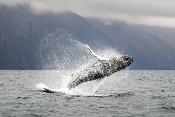 Whales and Puffins Tour from Husavik - The Sum Up: Who’s This Tour Best For?
