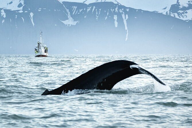 Whales and Puffins Tour from Husavik - Frequently Asked Questions (FAQs)
