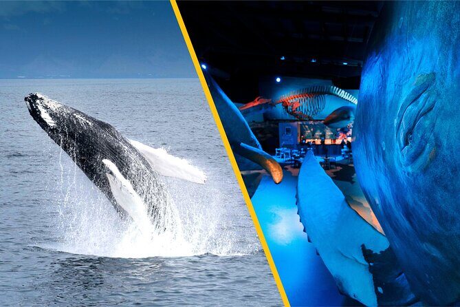 Whales of Iceland from Land and Sea - Key Points