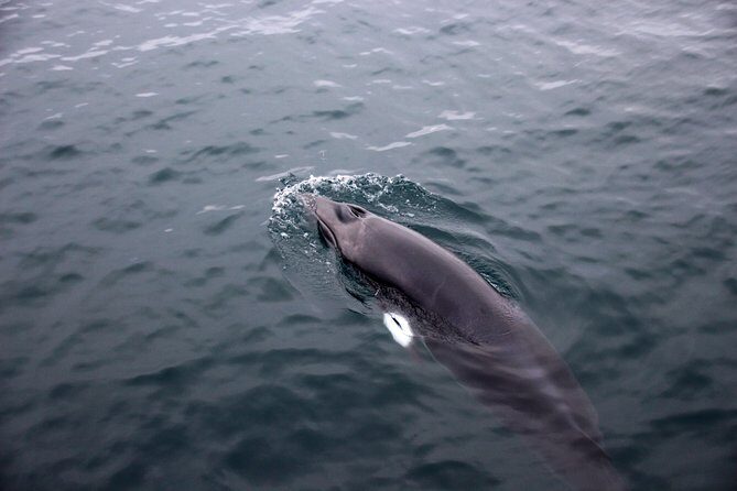 Whales of Iceland from Land and Sea - Who Should Book This Tour?