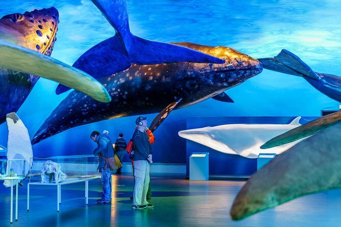 Whales of Iceland from Land and Sea - Final Thoughts