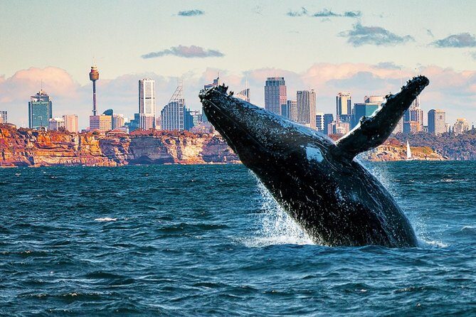 Whales of Sydney Sea Safari - Key Points