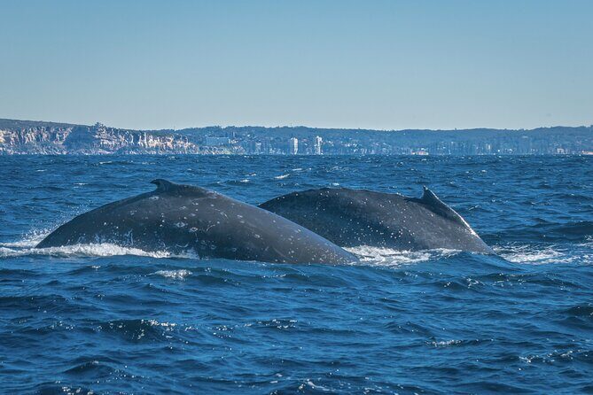 Whales of Sydney Sea Safari - An In-Depth Look at the Whales of Sydney Sea Safari