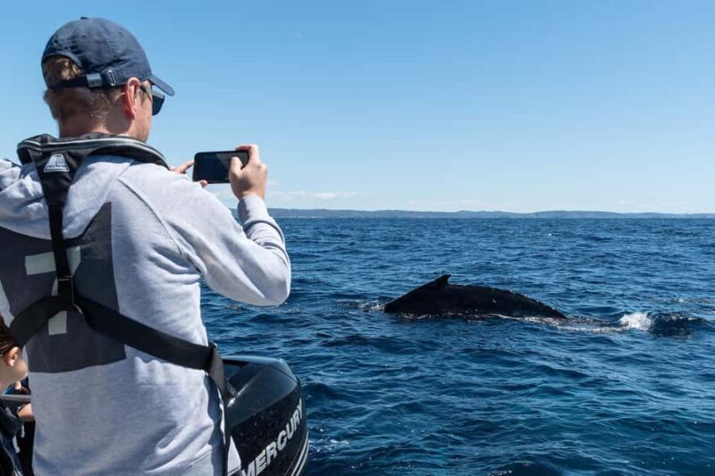 Whales of Sydney Sea Safari - Private - Introduction: What to Expect from the Whales of Sydney Sea Safari