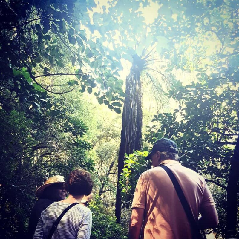 Whangrei: Private Mori Cultural Experience with Lunch - A Close Look at the Experience