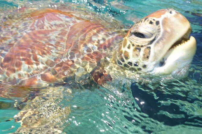 Whisper Cruises - One-Hour Turtle Spotting Bay Cruise - Introduction: What Makes This Tour Special?